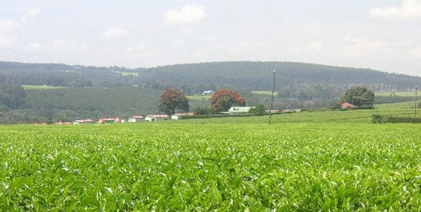 A serene site in the heart of Kericho’s tea farms - Business Daily