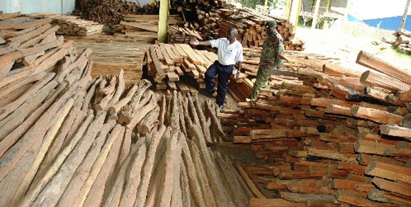 Rwanda’s forest cover rebounds despite pressure on woodlands - Business ...