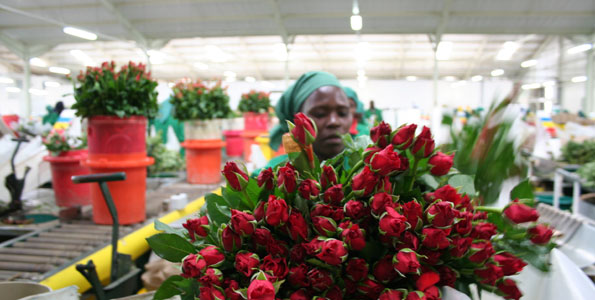 Oserian deal with Dutch firm sparks rivalry - Business Daily