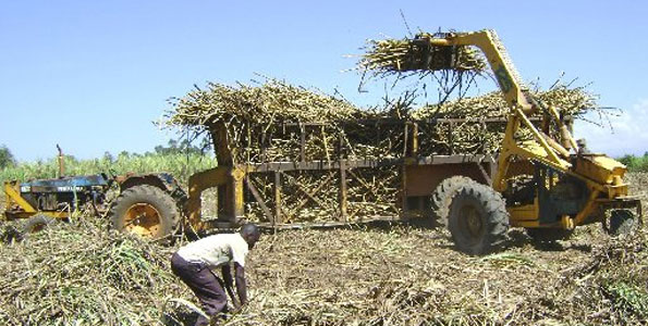 Sugar board plans new cane growing zones - Business Daily