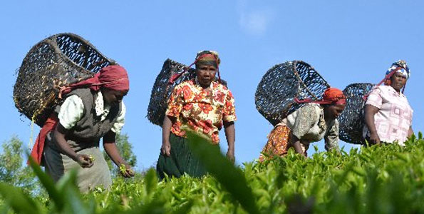 KTDA sets up company to run its power plants - Business Daily