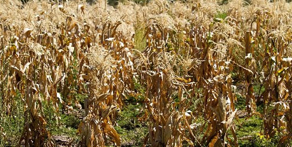 Deadly maize disease resurfaces in N. Rift - Business Daily