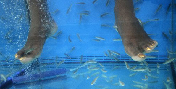 Using fish to remove dead skin from feet - Business Daily
