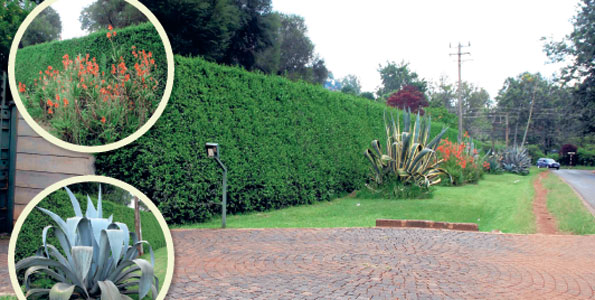 Improve your home’s appeal with a live fence - Business Daily