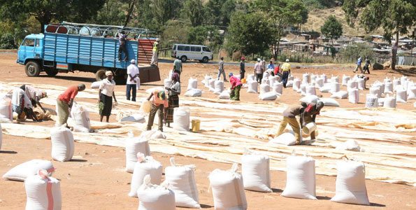 Grain exchange hooks up maize and wheat traders - Business Daily