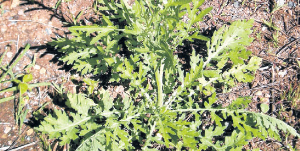 Icipe scientists find invasive weed helps spread of malaria - Business ...