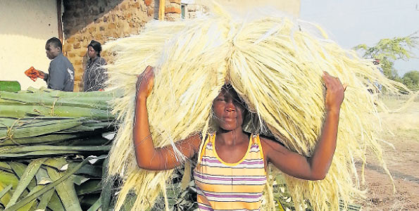 Rising sisal exports hurt local spinners - Business Daily