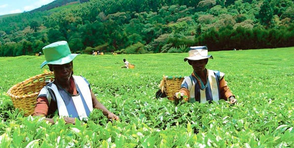 Kenya’s July-October 2015 tea export earnings jump 42p.c - Business Daily