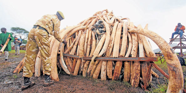 JKIA records the highest seizures of ivory in seven years - Business Daily
