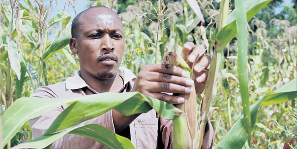 Leasing land better deal for small-scale maize farmers - Business Daily
