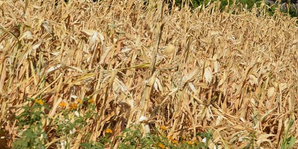 Makueni farmers adopt drought-tolerant maize seeds to boost yields ...