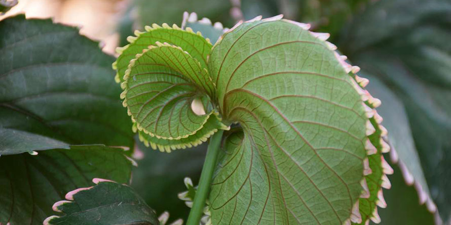 The Multi-Coloured Copperleaf to Try Out - Business Daily