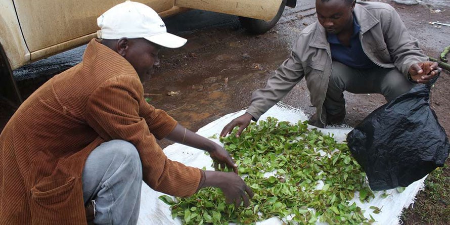 Embu farmers want muguka separated from miraa - Business Daily