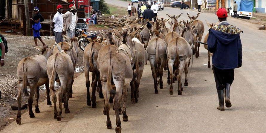 Donkey keepers protest rising theft cases - Business Daily