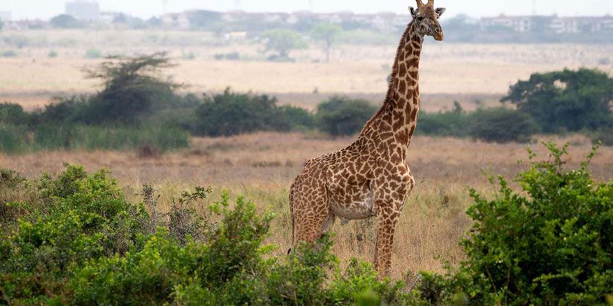 Understanding a skin disease that’s peculiar to giraffes - Business Daily