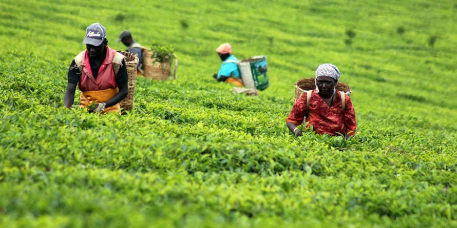 Minimum tea price boosts top quality beverage firms - Business Daily