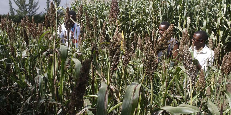 Makueni farmers back to contract sorghum farming on new seed variety ...