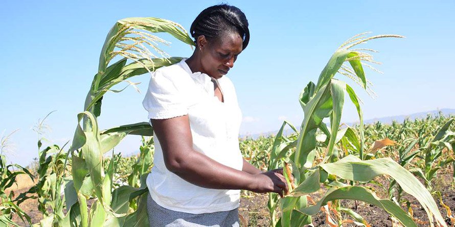 Decision on biotech maize set for July - Business Daily
