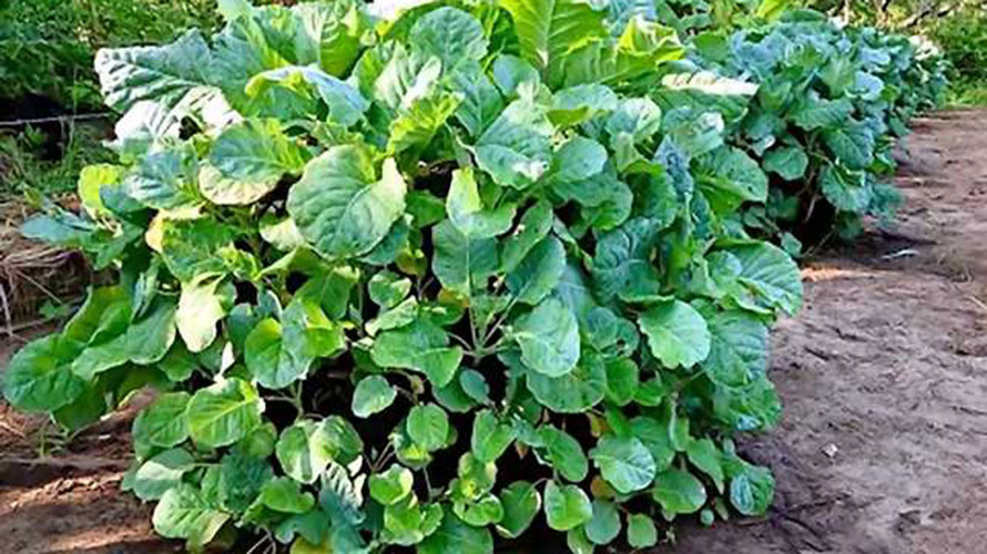 A Sack Kitchen Garden - Business Daily