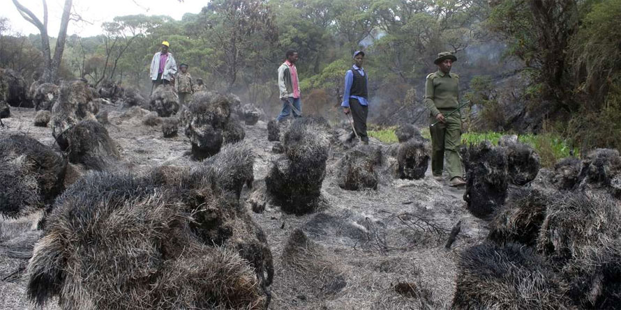 Kenya must act fast to reverse deforestation - Business Daily