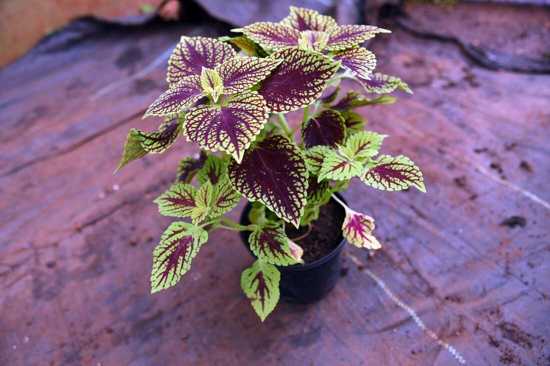 The joy of Croton Coleus, Geranium - Business Daily
