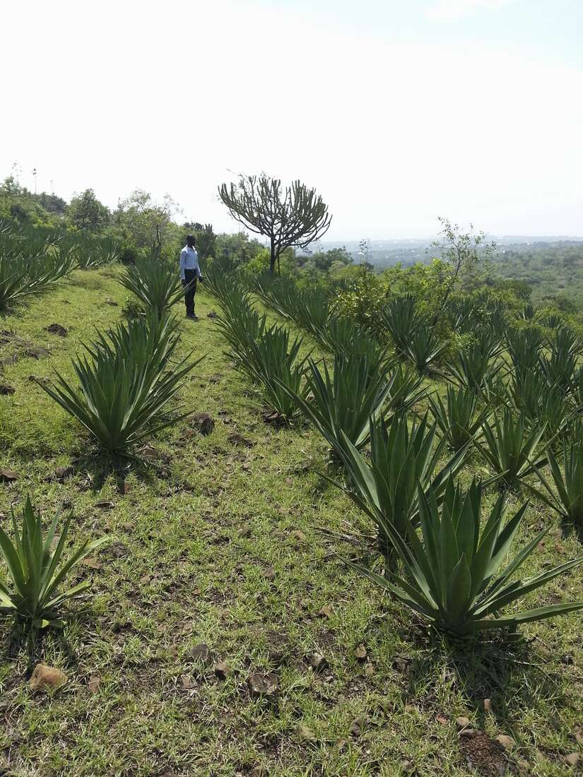Sisal export income rises to Sh1.2bn on improved demand - Business Daily