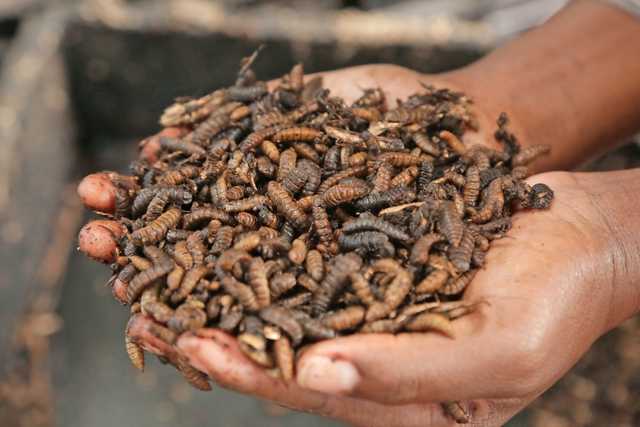 Poultry farmers cut costs with black soldier flies - Business Daily
