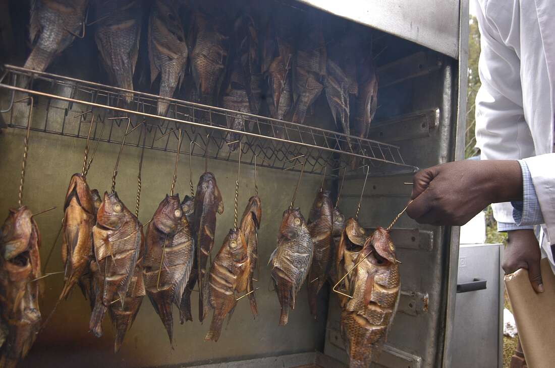 Researchers develop low cost kiln to curb fish post-harvest losses ...