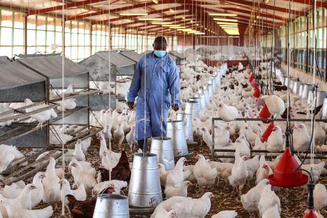 Poultry farmers innovate to overcome production hurdles - Business Daily