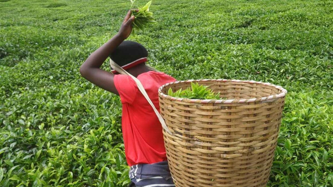 Tea prices register marginal gain at Mombasa auction - Business Daily