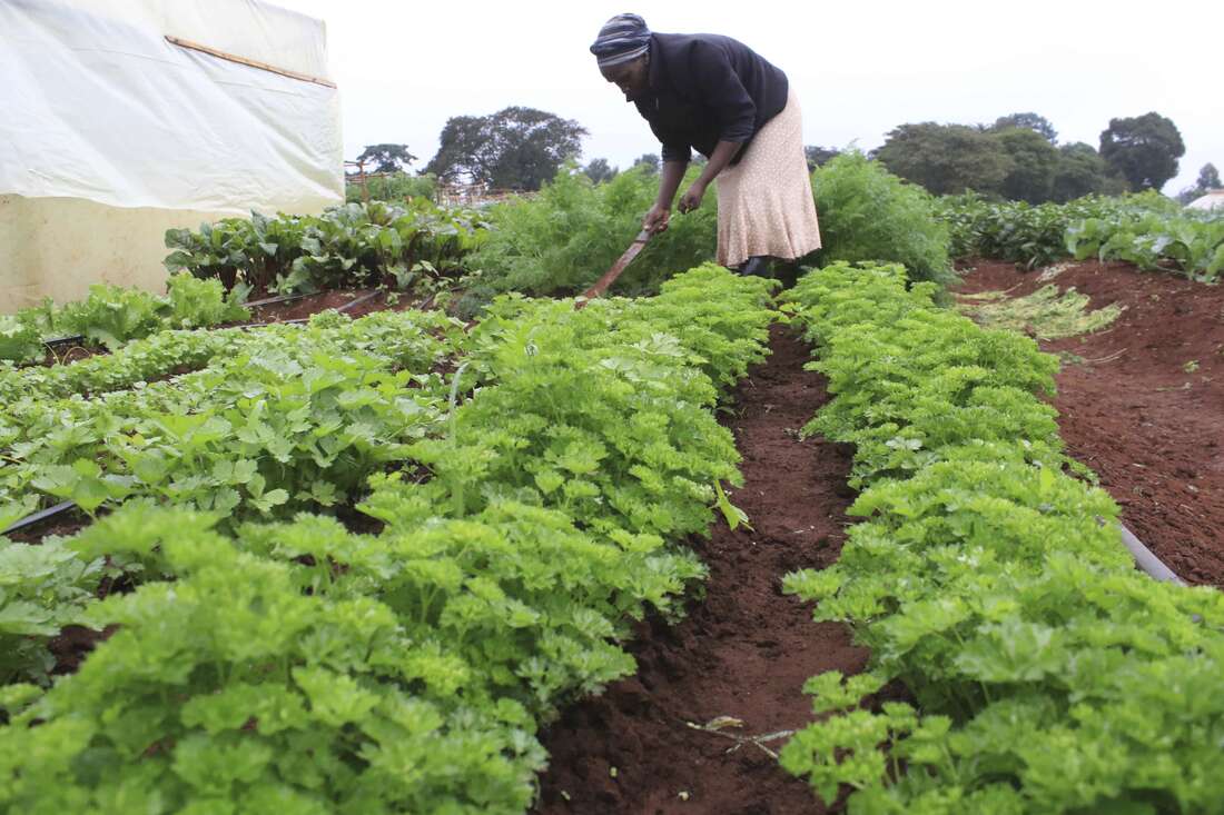 Engineer finds sweet smell in parsley farm - Business Daily