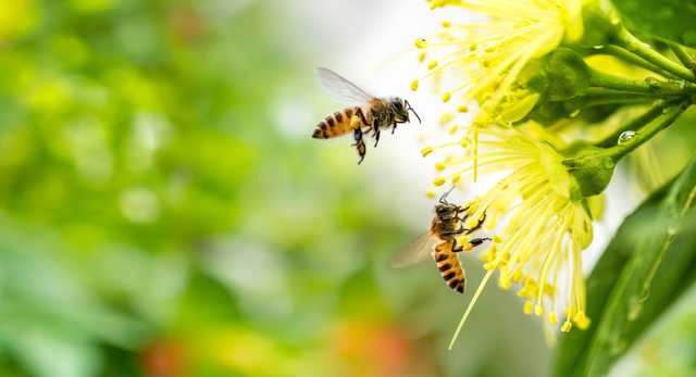 Why bees hold critical place in the ecosystem - Business Daily