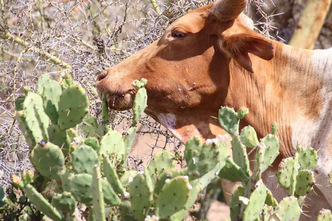 Livestock prices hit Sh5,000 on famine - Business Daily