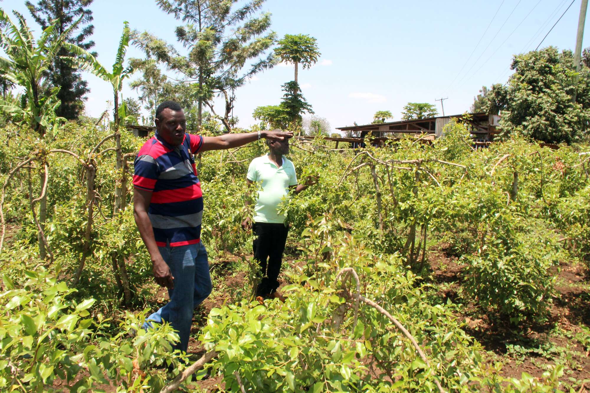 How farmer broke into miraa export business - Business Daily