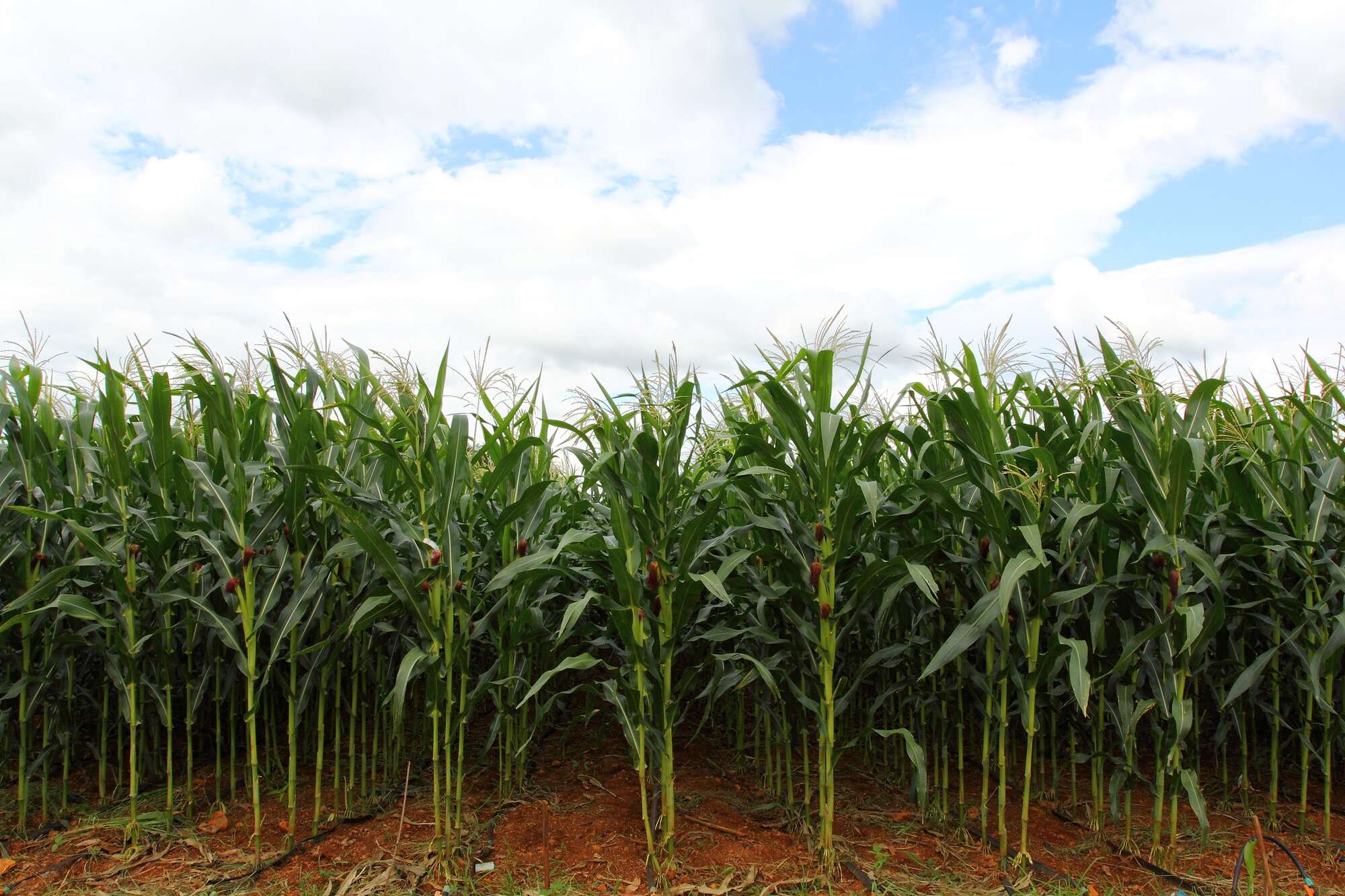 Agriculture CS nominee Mithika Linturi eyes idle government land in ...