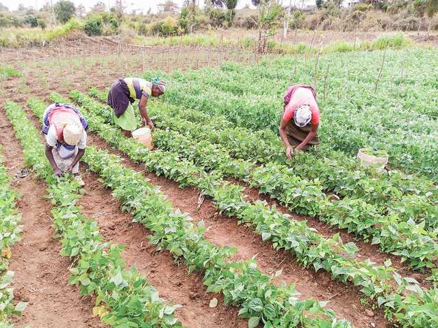 GMO jitters hit Kenya horticulture exports to Europe - Business Daily