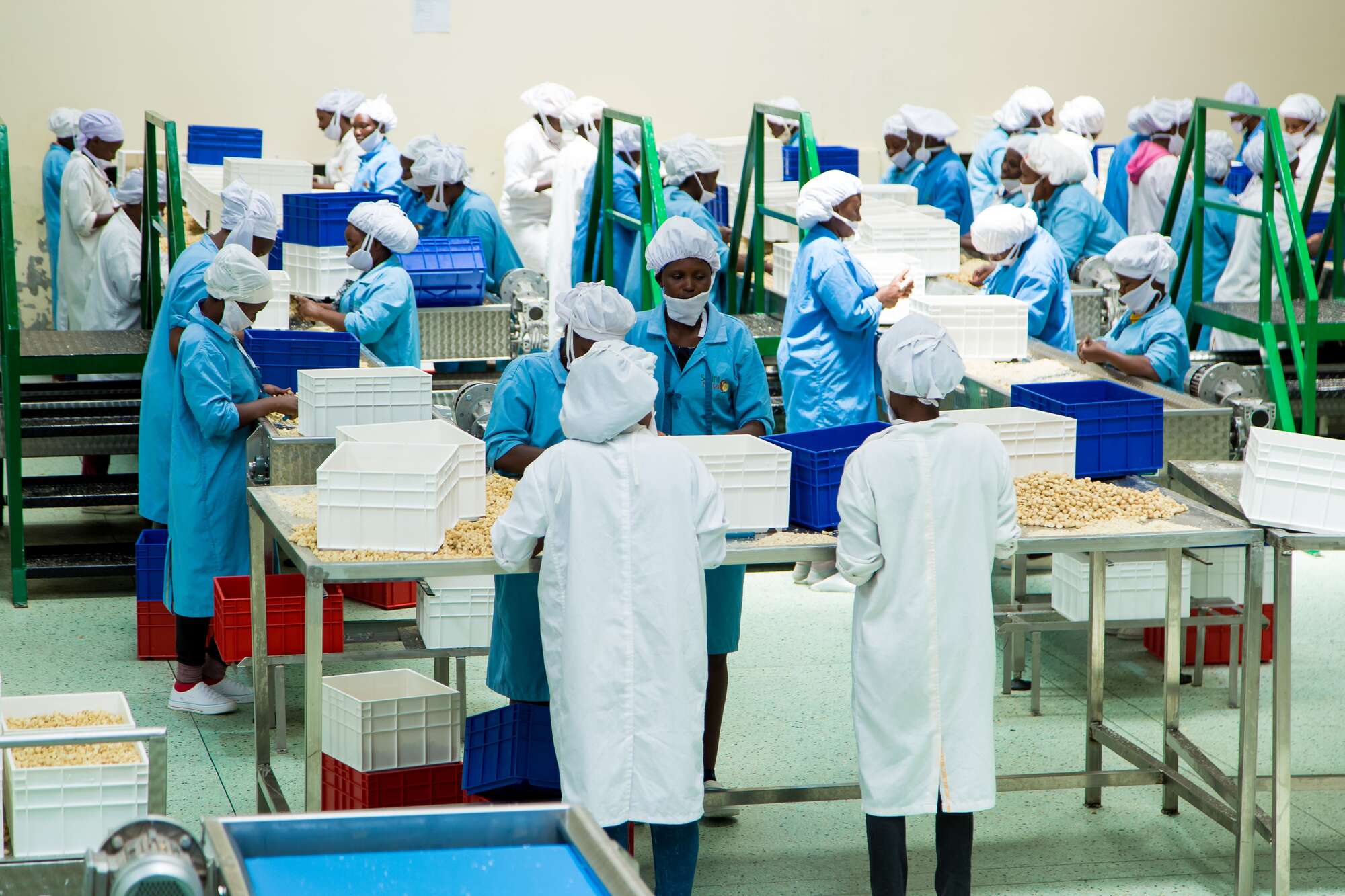 Sasini looks for new macadamia markets - Business Daily