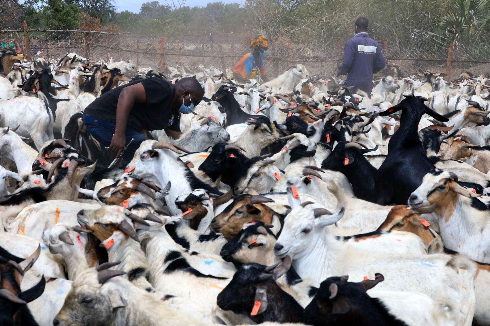 How former banker carved a niche with live animal exports - Business Daily