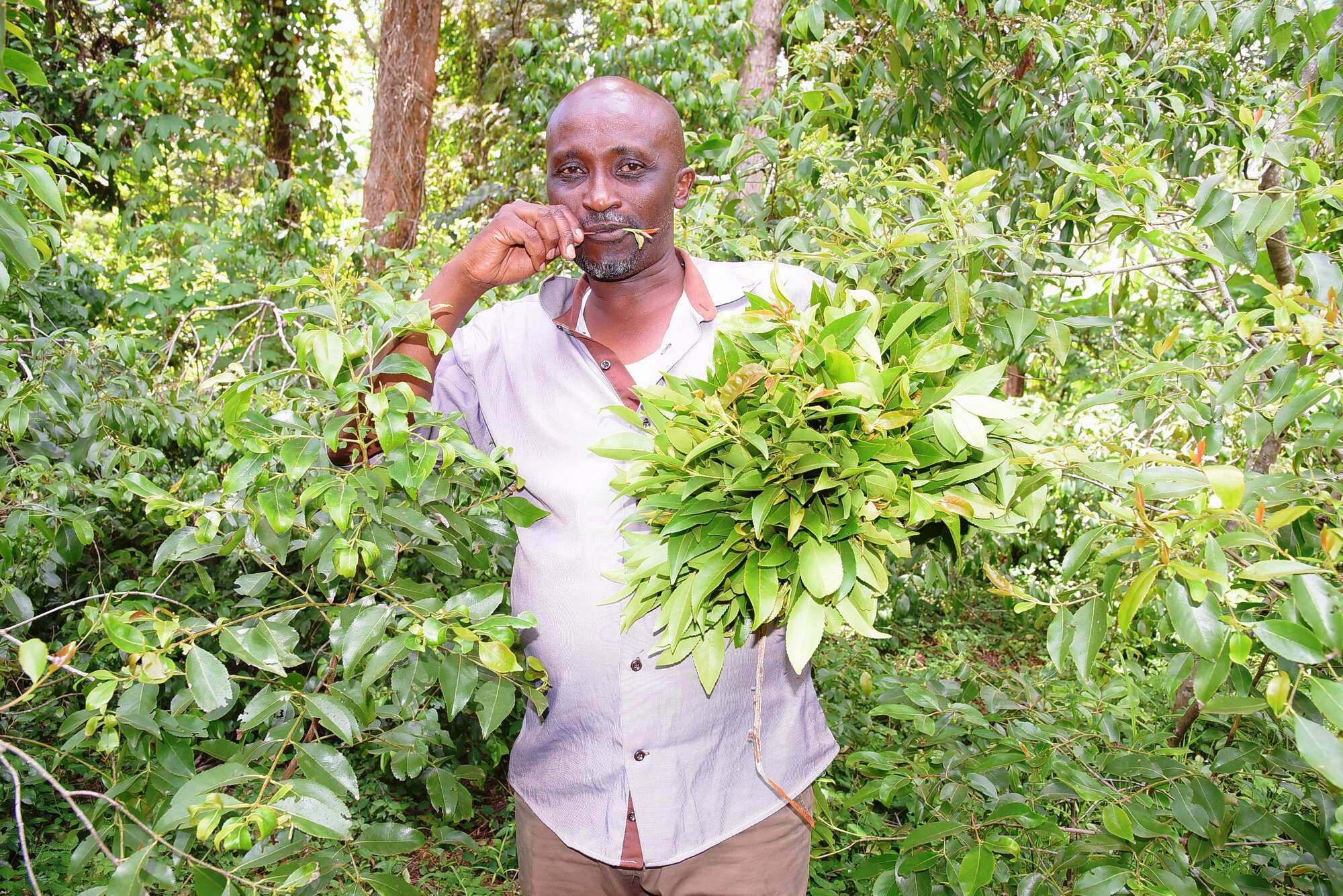Miraa farmers pay the price of a slump in exports, cartels - Business Daily