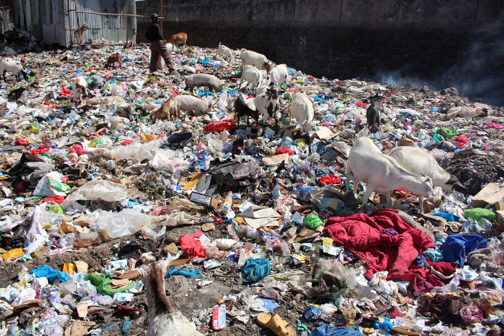 UNEA 6: Plastic pollution and triple planetary crisis - Business Daily