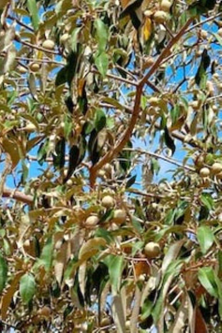 Croton tree injects new life into national effort to produce biofuel ...