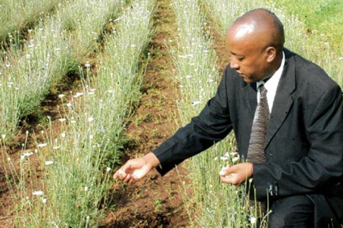 Board picked to spearhead pyrethrum sector reforms - Business Daily