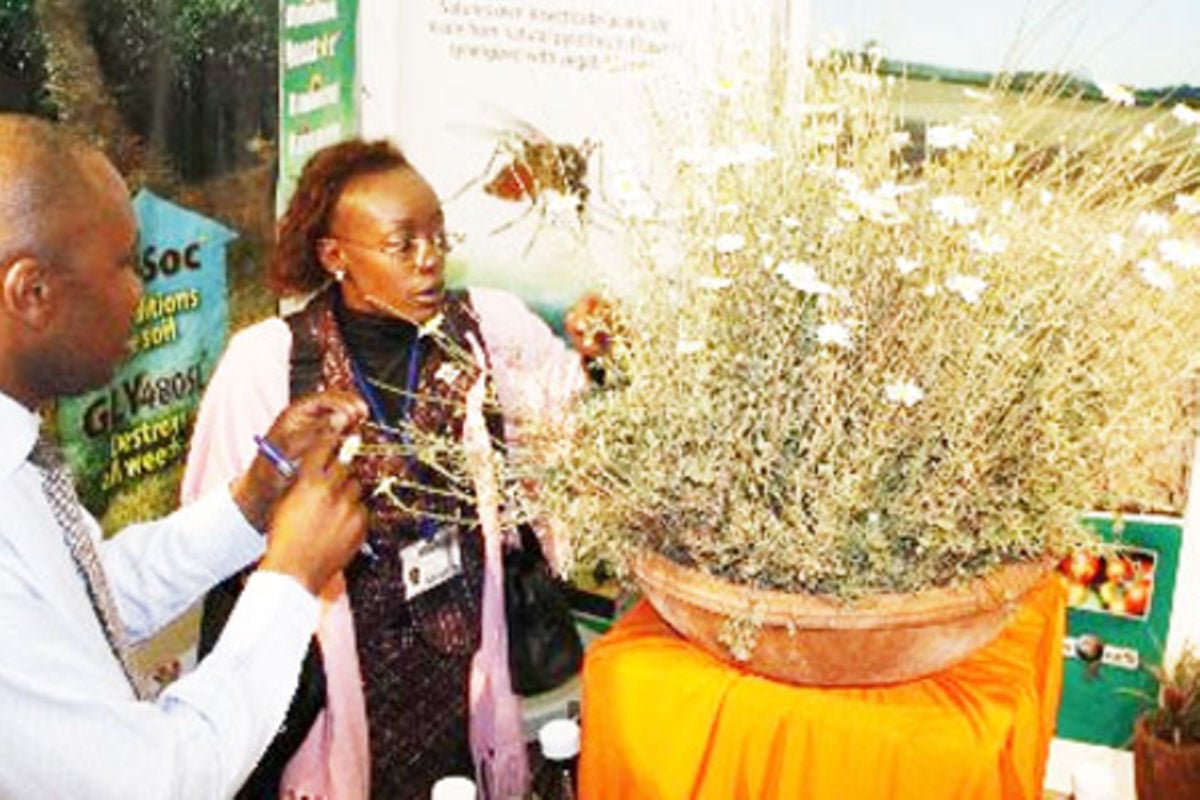 Board struggles to revive farmers’ interest in crop - Business Daily