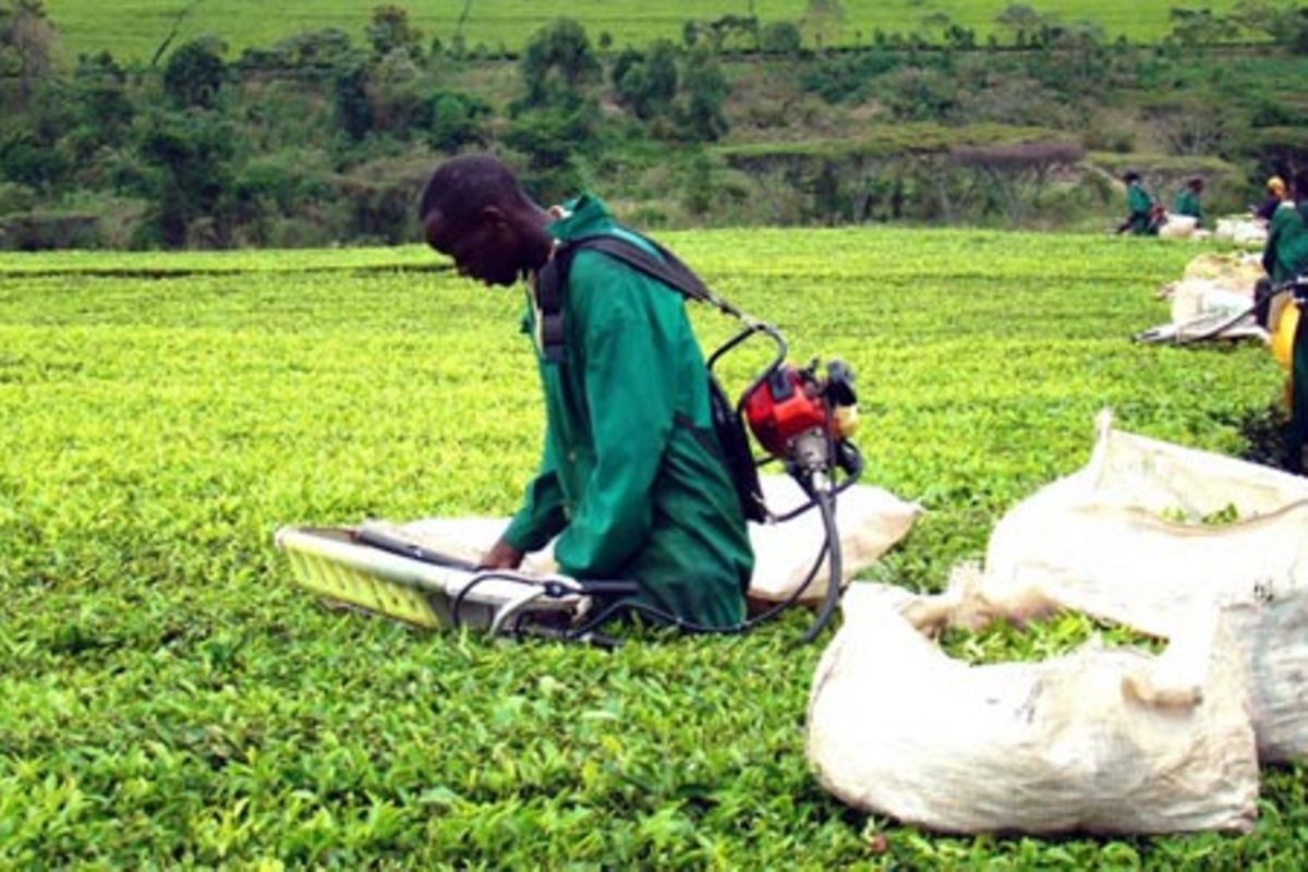Kenyan scientists launch clones to boost tea output - Business Daily