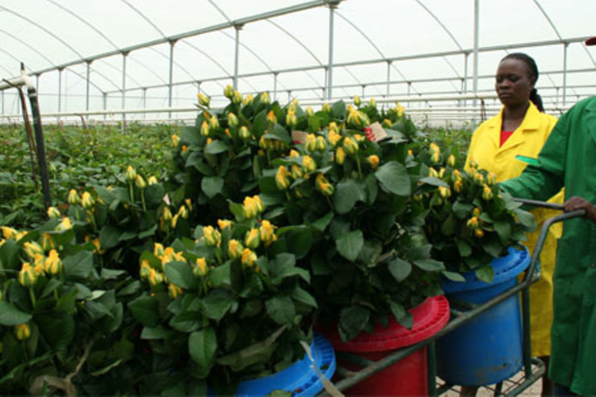More woes await flower pickers as five-month low season begins ...