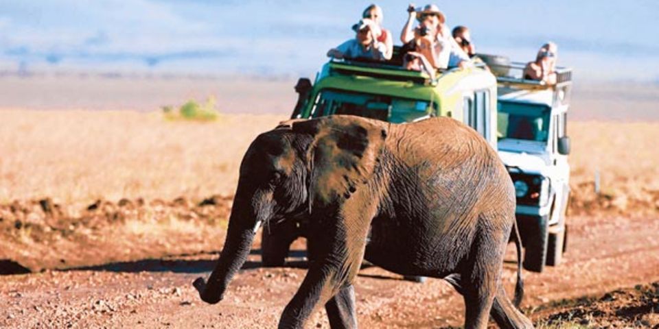 Lunch with elephants and dinner with buffalos - Business Daily