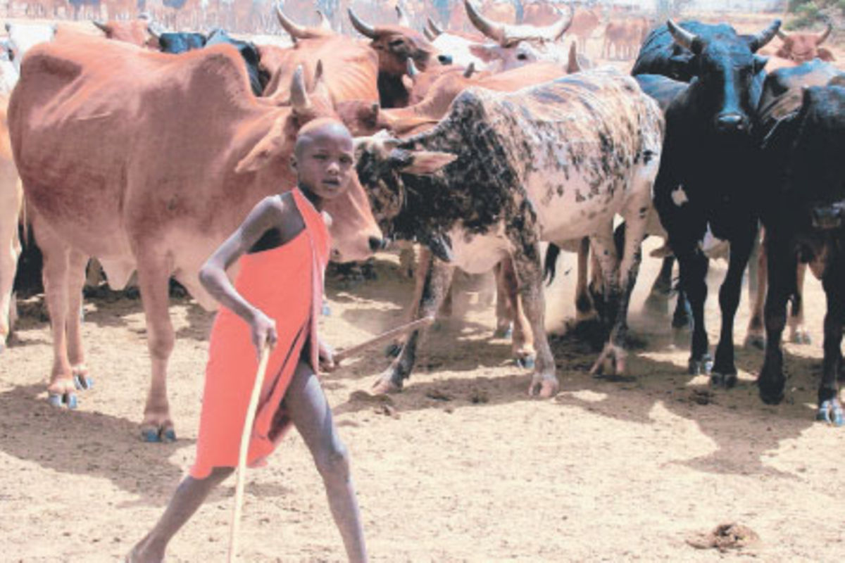 New milk and meat factory in the pipeline - Business Daily