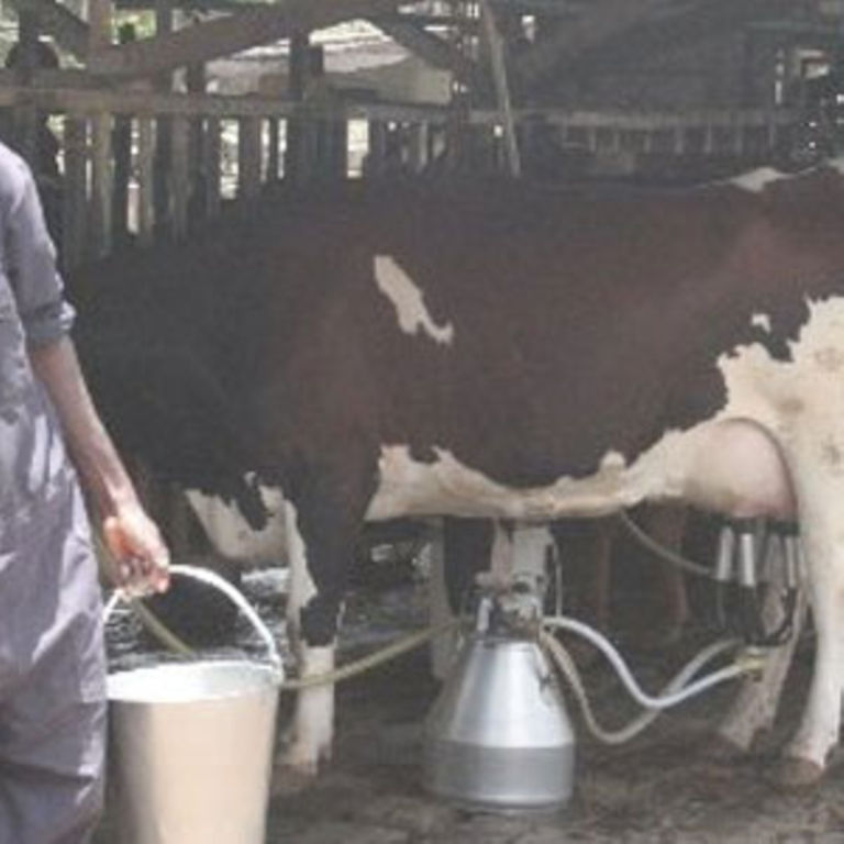 Githunguri Dairy takes turf wars to EAC - Business Daily