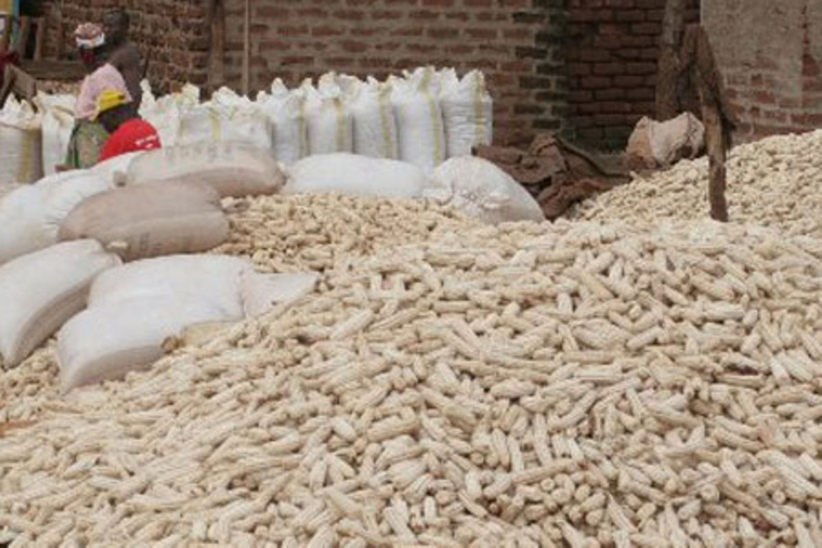 Scientists partner with farmers to boost maize yield - Business Daily