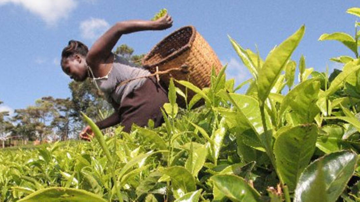 Climate change to eat into Kenya’s tea production - Business Daily